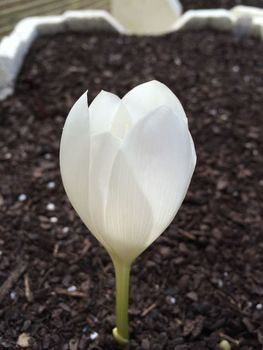 Colchicum speciosum album