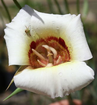CALOCHORTUS | Bryan H Tonkin