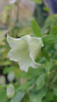 Codonopsis pilosula | Bryan H Tonkin