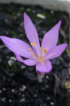 Colchicum cilicicum