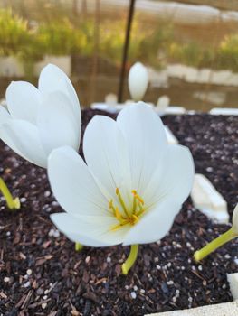 Colchicum speciosum album