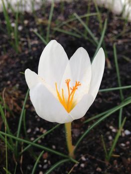 Crocus niveus