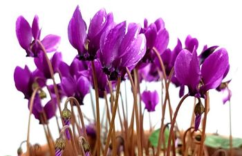 Cyclamen hederifolium Dark Purple | Bryan H Tonkin