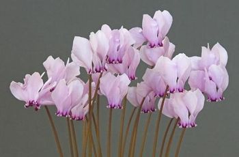 Cyclamen x whiteiae | Bryan H Tonkin