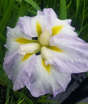 Iris ensata Attraction | Bryan H Tonkin