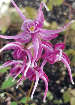 Epimedium grandiflorum Pierre's Purple | Bryan H Tonkin