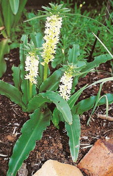 Eucomis autumnalis