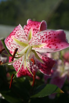 Lilium Fairy Princess