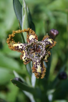 Ferraria undulata