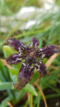 FERRARIA | Bryan H Tonkin
