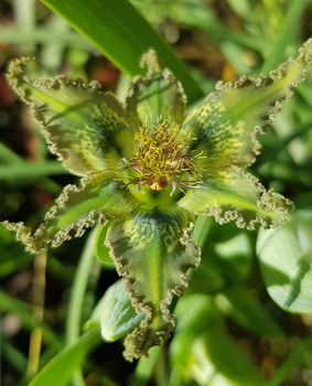 Ferraria divaricata | Bryan H Tonkin