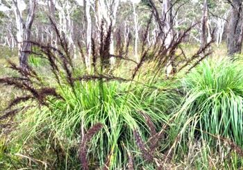 Gahnia sieberiana | Bryan H Tonkin