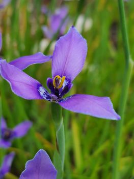 Herbertia lahue | Bryan H Tonkin