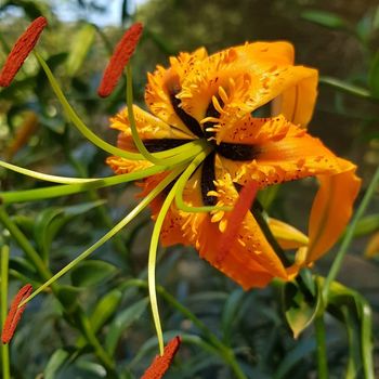 Lilium rosthornii | Bryan H Tonkin