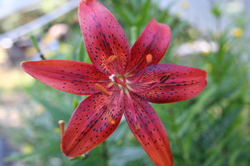 Lilium Rascal