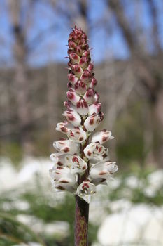 LACHENALIA | Bryan H Tonkin
