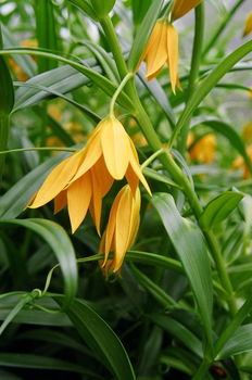 Littonia modesta