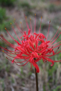 Lycoris radiata