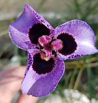 Moraea villosa x Moraea atropunctata hybrids | Bryan H Tonkin