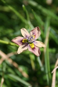 Moraea vegata