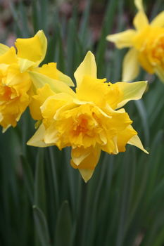 Narcissus Van Sion