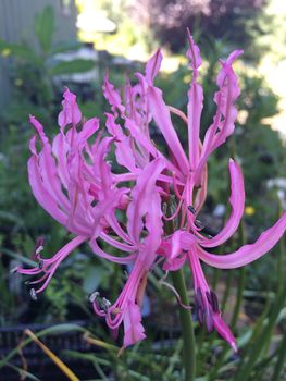 Nerine angustifolia 'angulata' | Bryan H Tonkin