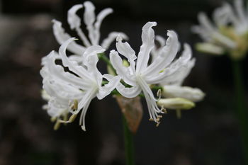 Nerine flexuosa alba