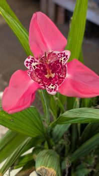Tigridia pavonia Pink | Bryan H Tonkin