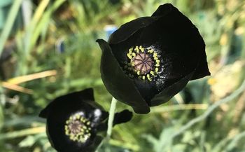 Papaver macrostomum Black Magic | Bryan H Tonkin