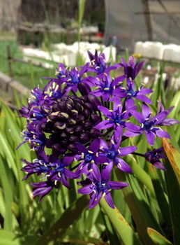 Scilla peruviana Purple