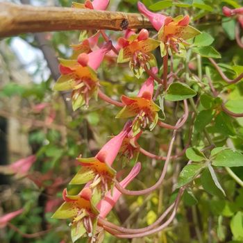 Tropaeoleum pentaphyllum | Bryan H Tonkin