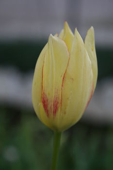 Tulips marjoletti