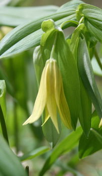 Uvularia grandiflora