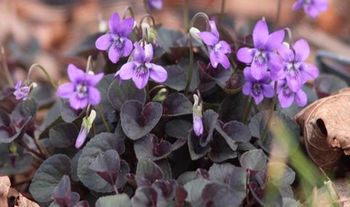 Viola labradorica Purpurea | Bryan H Tonkin