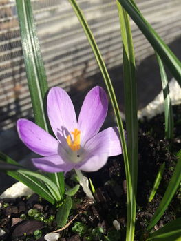 Crocus veluchensis